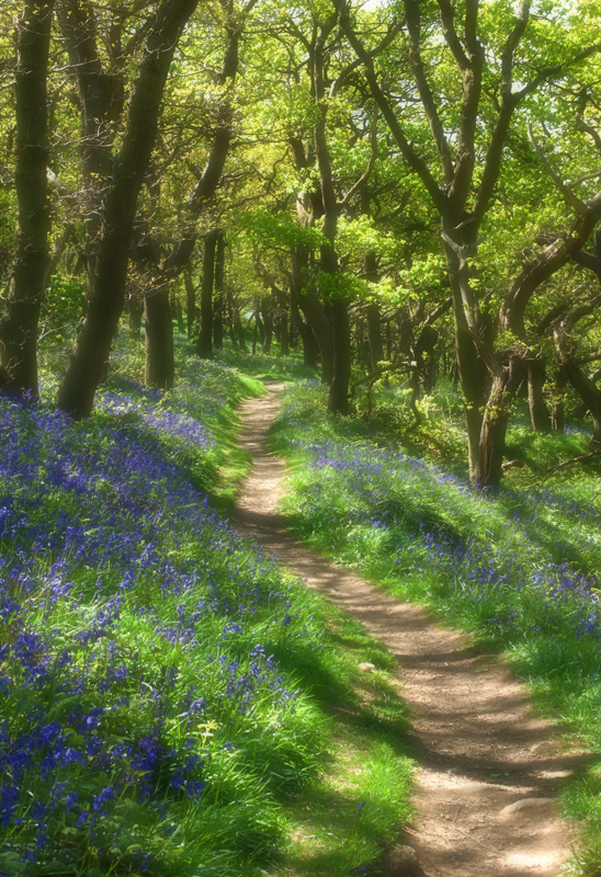 Sue Bishop Photography