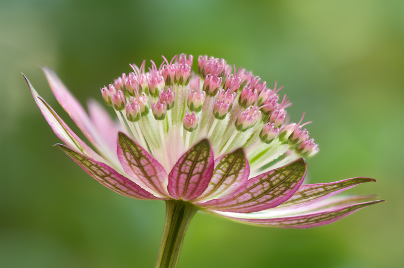 Sue Bishop Photography